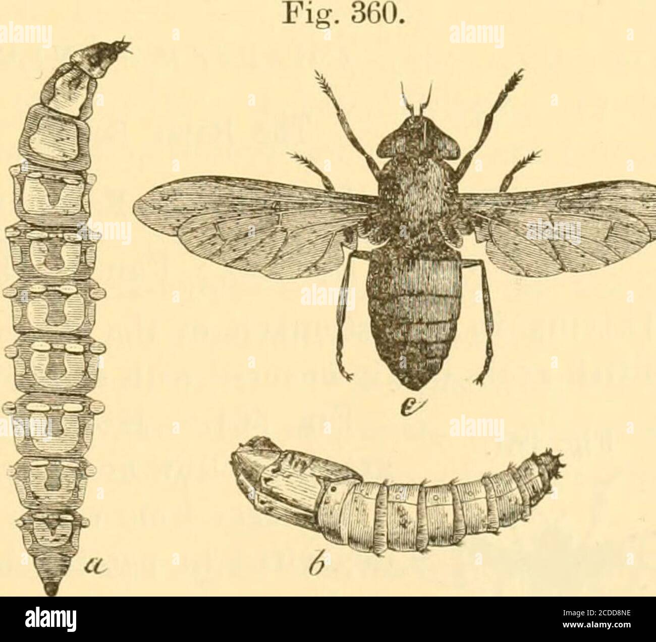 . Injurious insects of the orchard, vineyard, field, garden ...