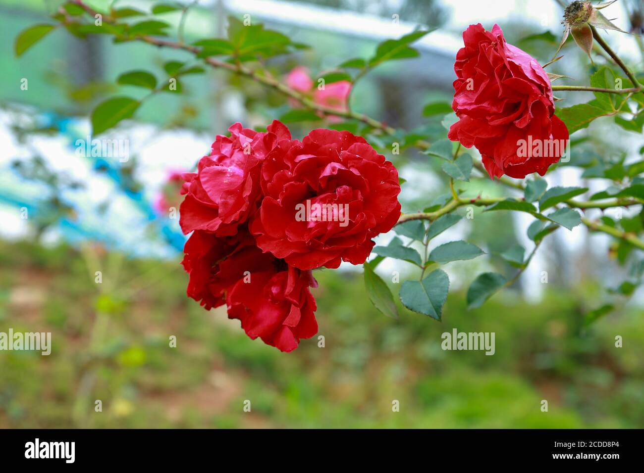 red rose in plant Stock Photo - Alamy