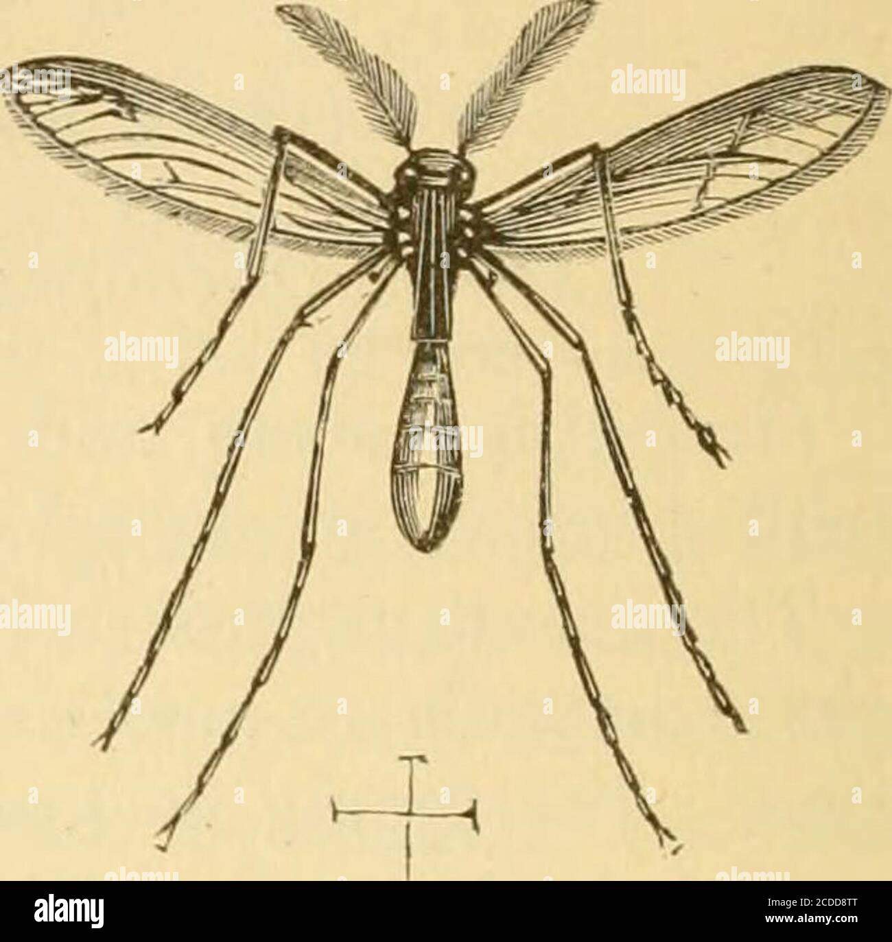 . Injurious insects of the orchard, vineyard, field, garden ...