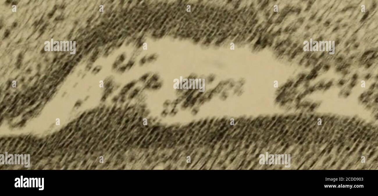 Lámina fusca hi-res stock photography and images - Alamy