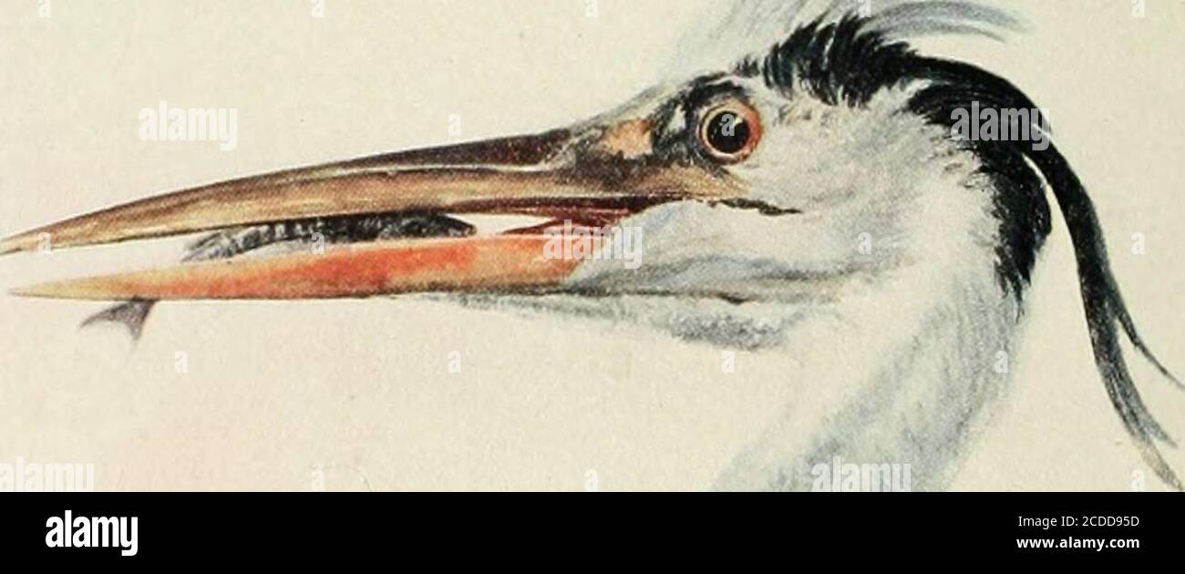 Inferior calligraphy hi-res stock photography and images - Alamy