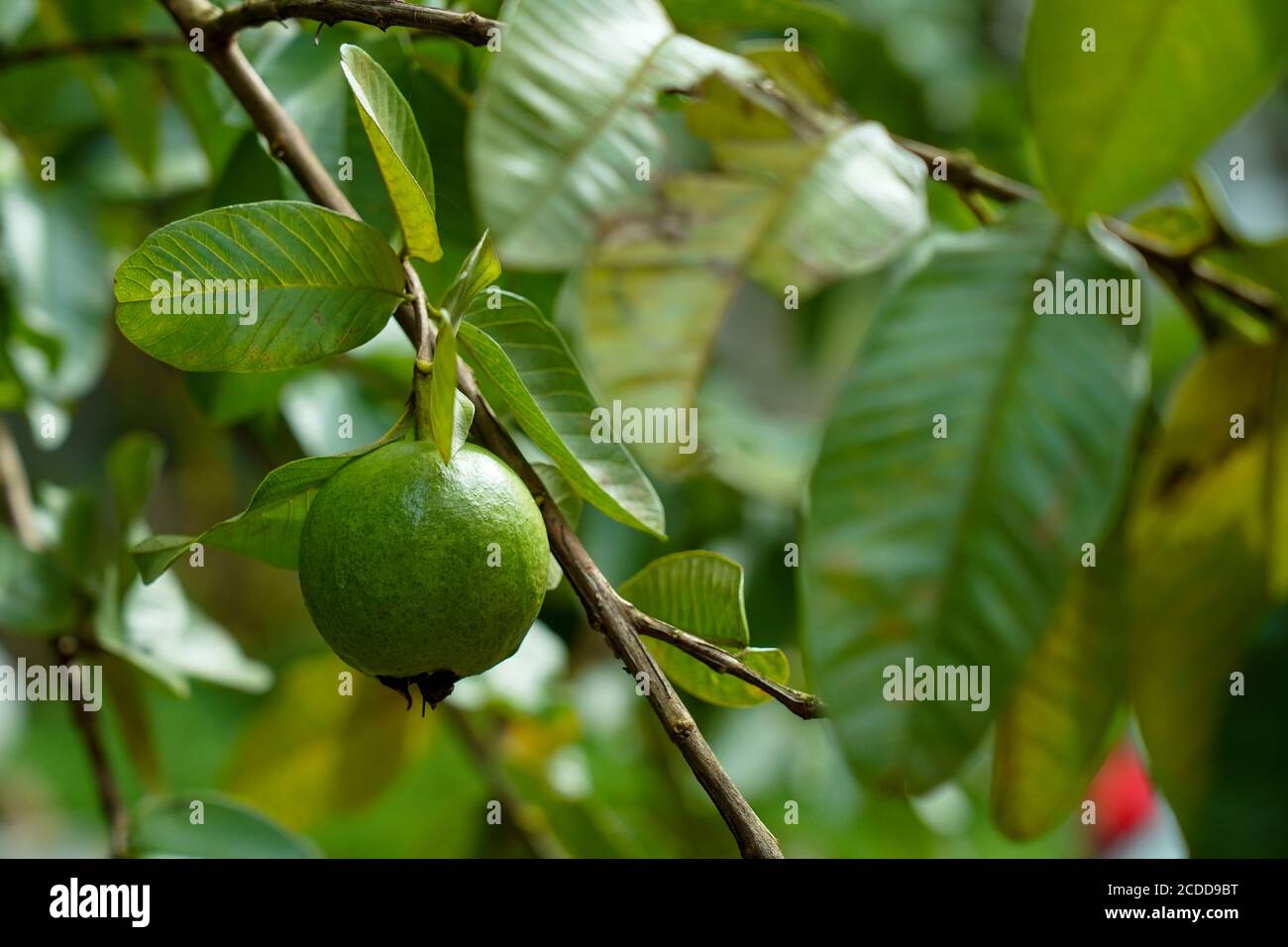 Sap fruit hi-res stock photography and images - Alamy