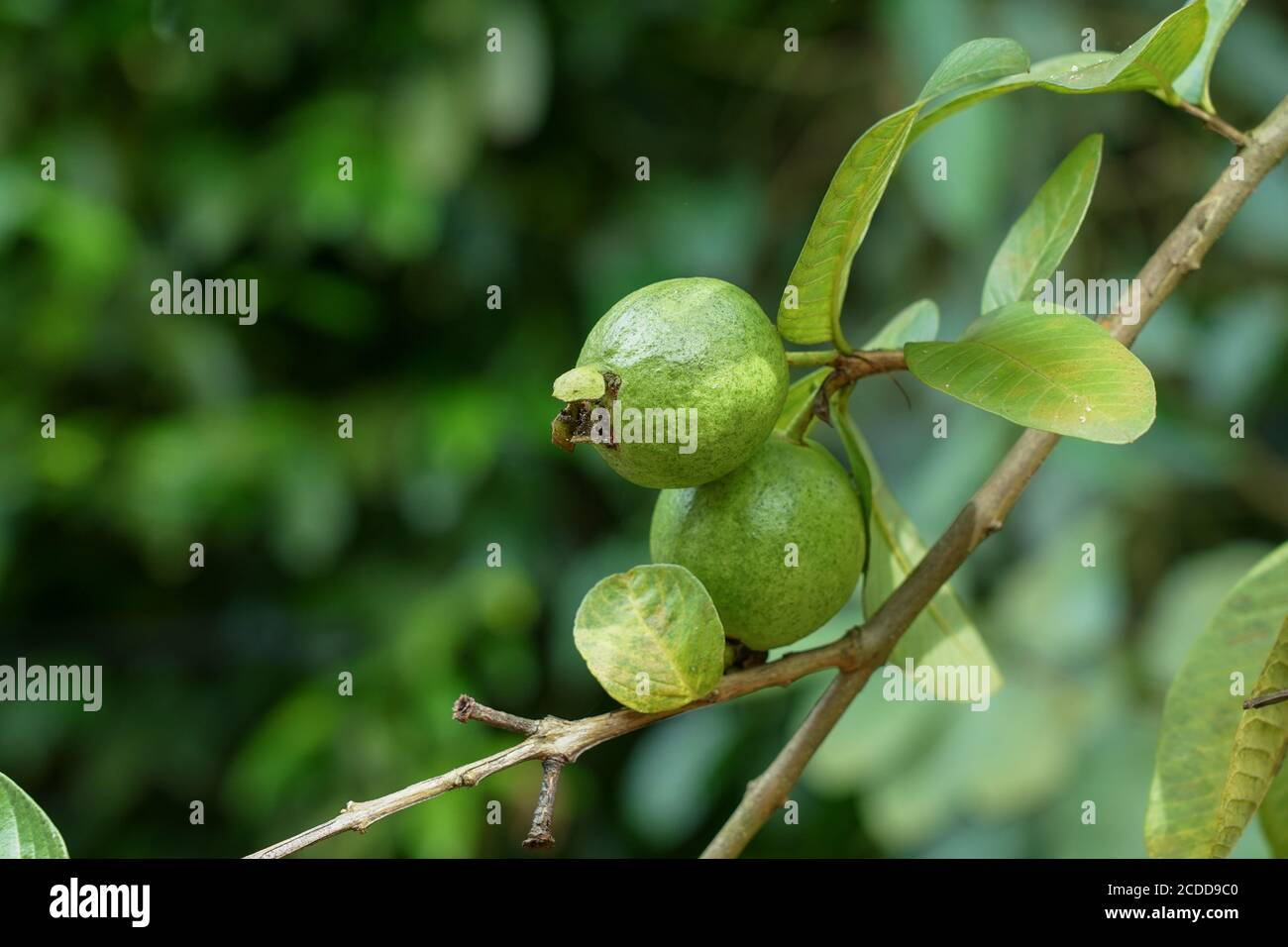 Sap fruit hi-res stock photography and images - Alamy