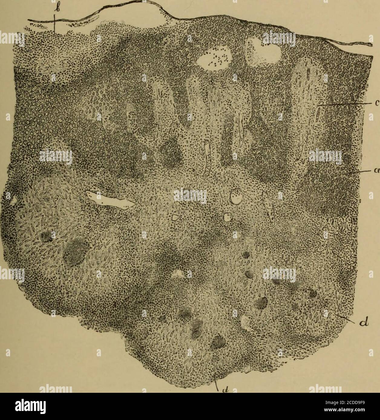 Histology Map