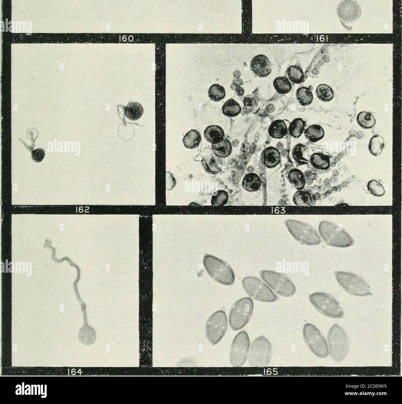 . The rusts of Australia, their structure, nature, and classification ...