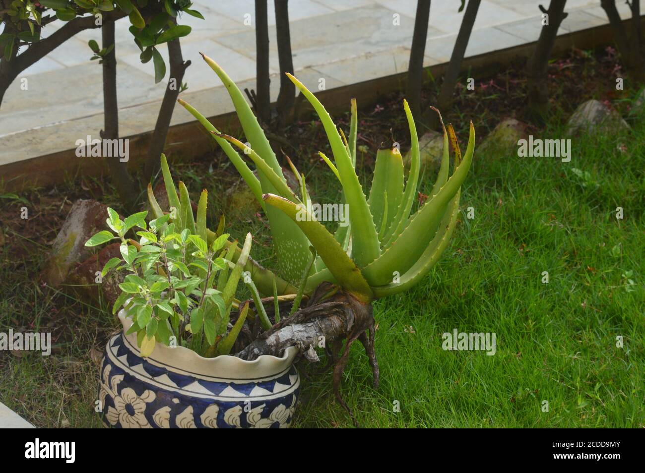 A greenery view of mountains forests and gardens Stock Photo - Alamy