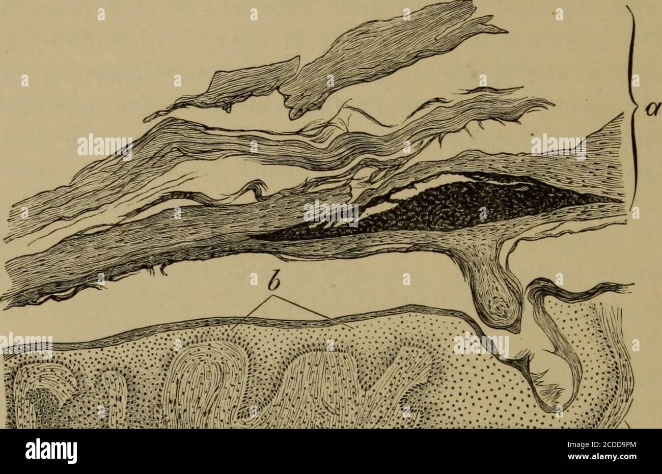 . The elements of pathological histology with special reference to ...