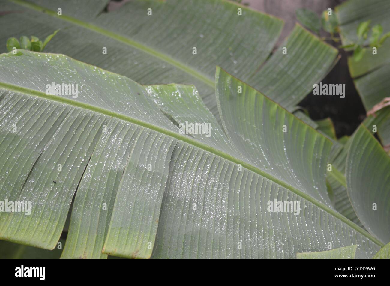 A greenery view of mountains forests and gardens Stock Photo - Alamy