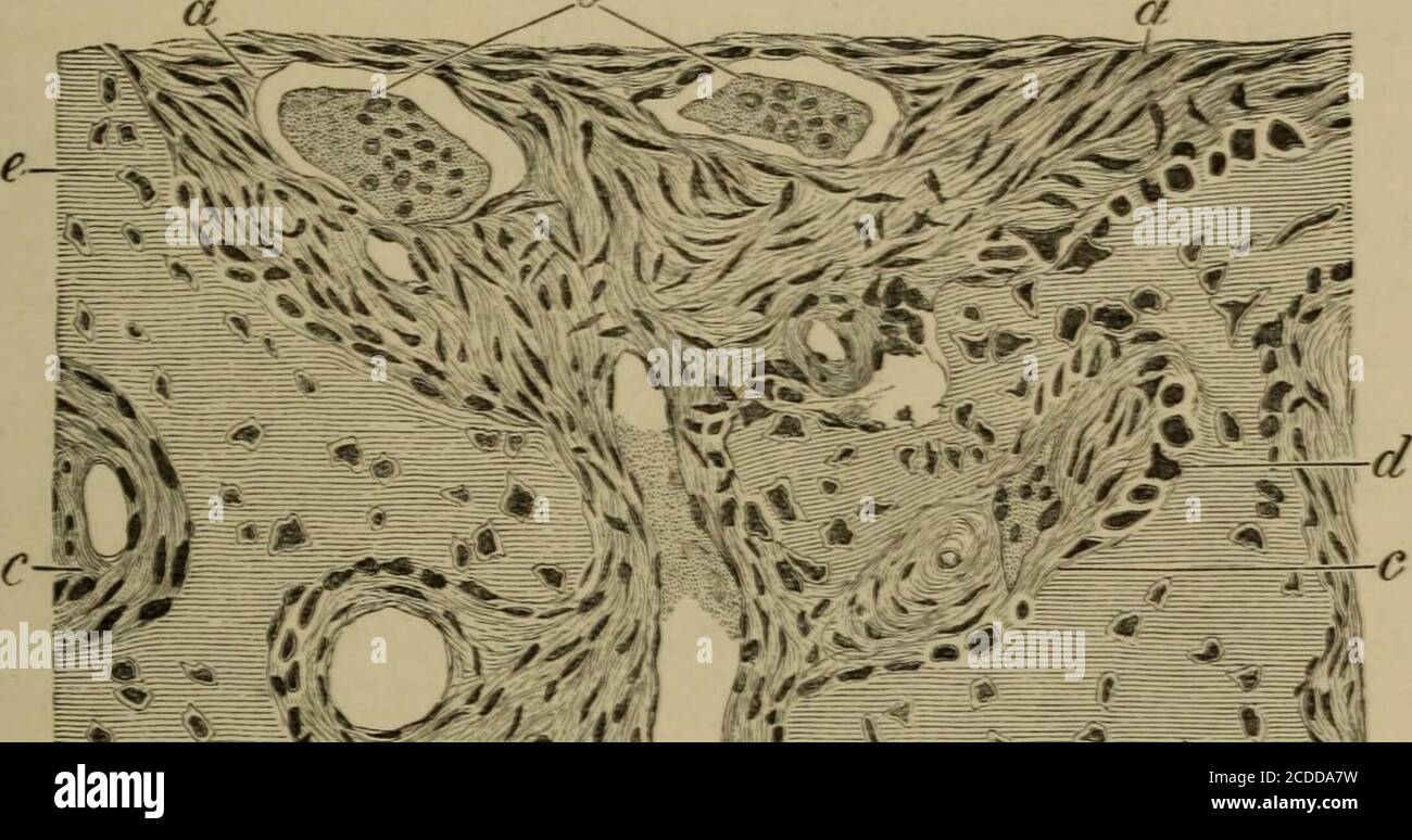 Cranium histology hi-res stock photography and images - Alamy