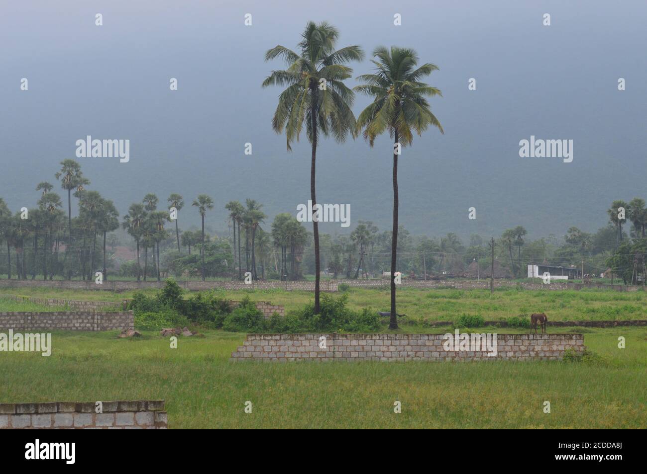 A greenery view of mountains forests and gardens Stock Photo - Alamy