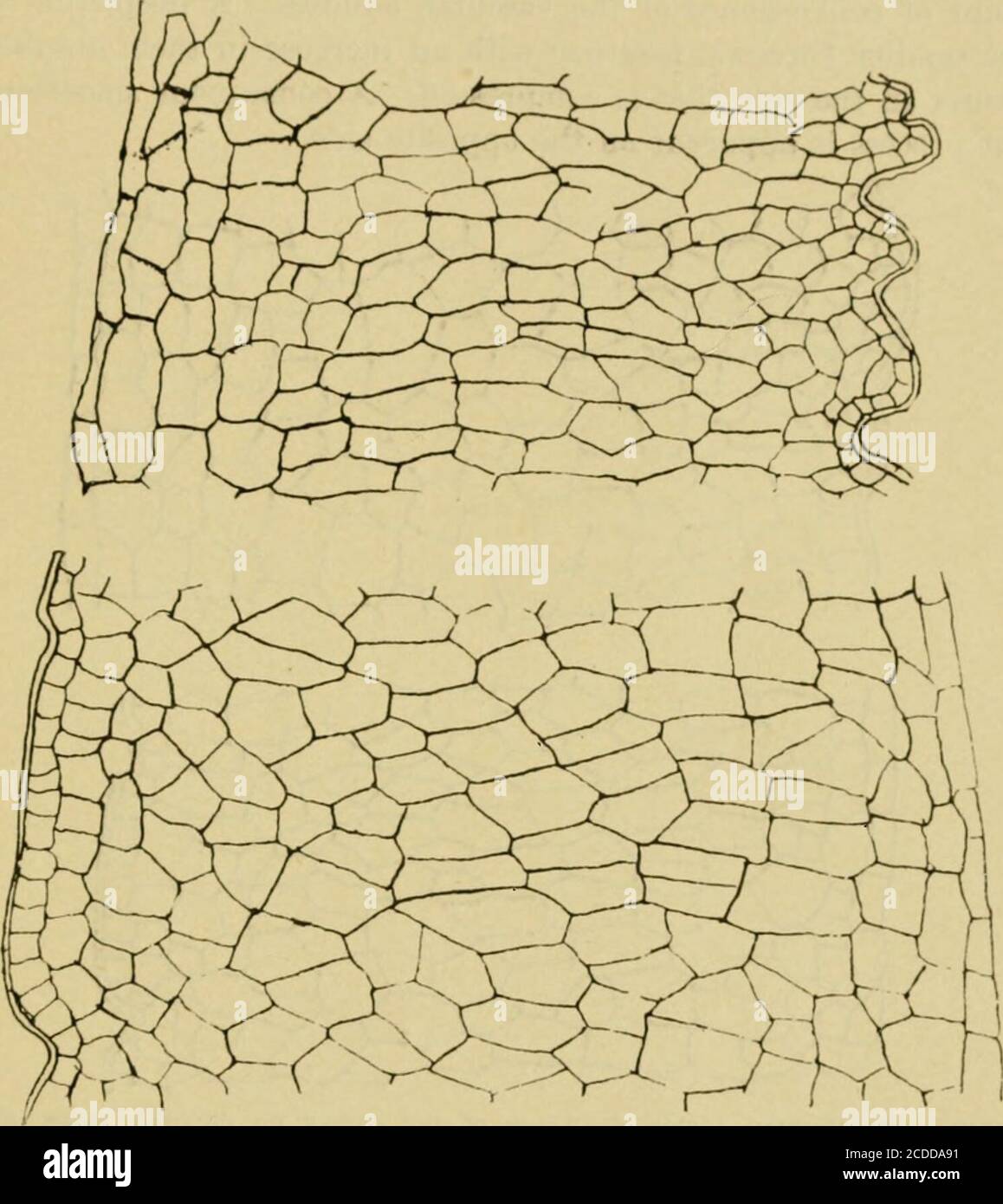 Pulvinus hi-res stock photography and images - Alamy