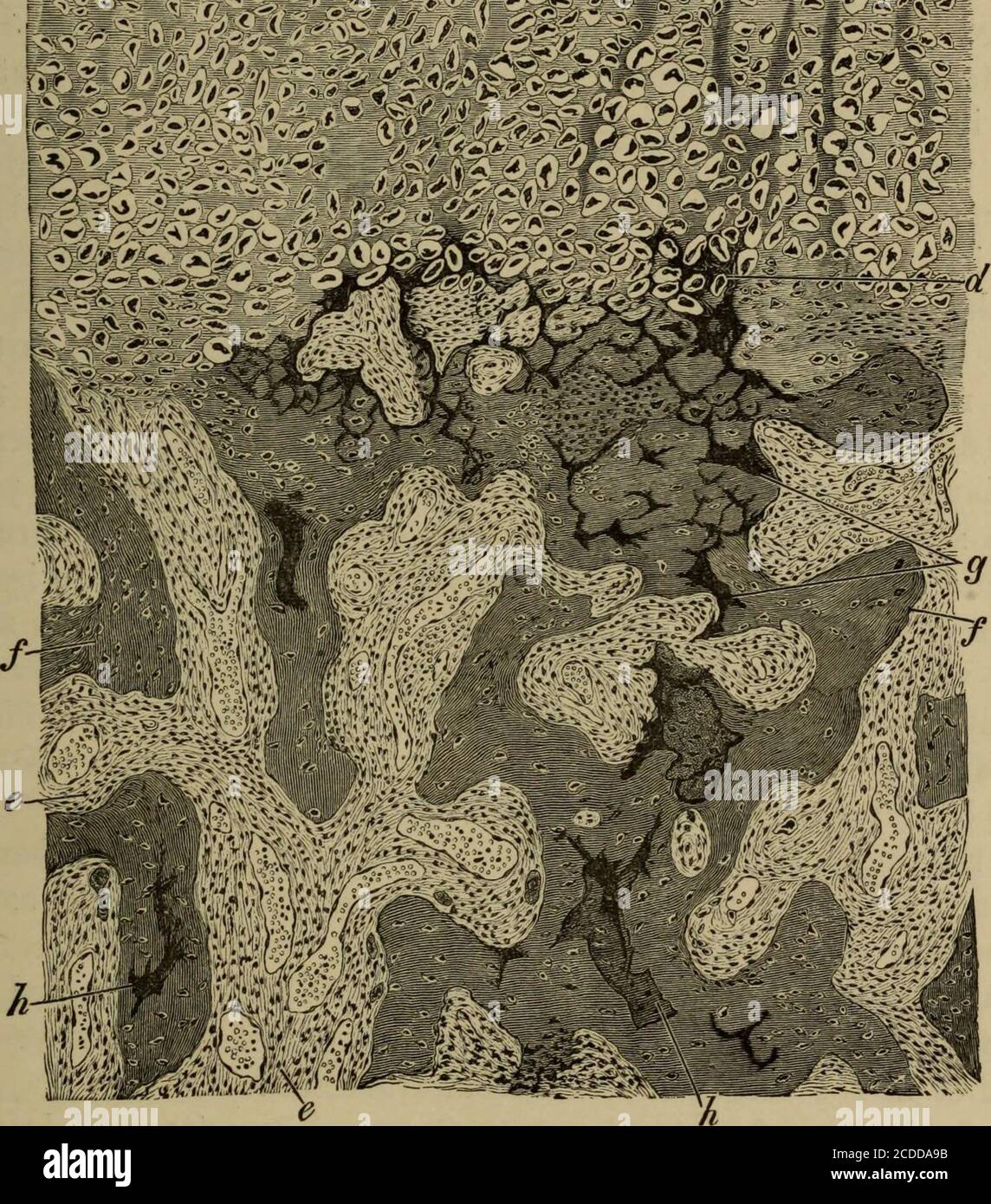 . The elements of pathological histology with special reference to ...