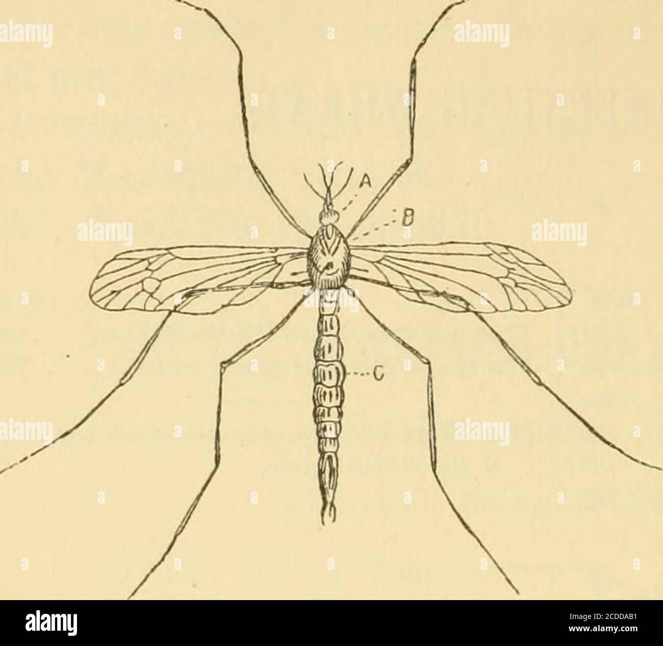 Crane fly pupa hi-res stock photography and images - Alamy