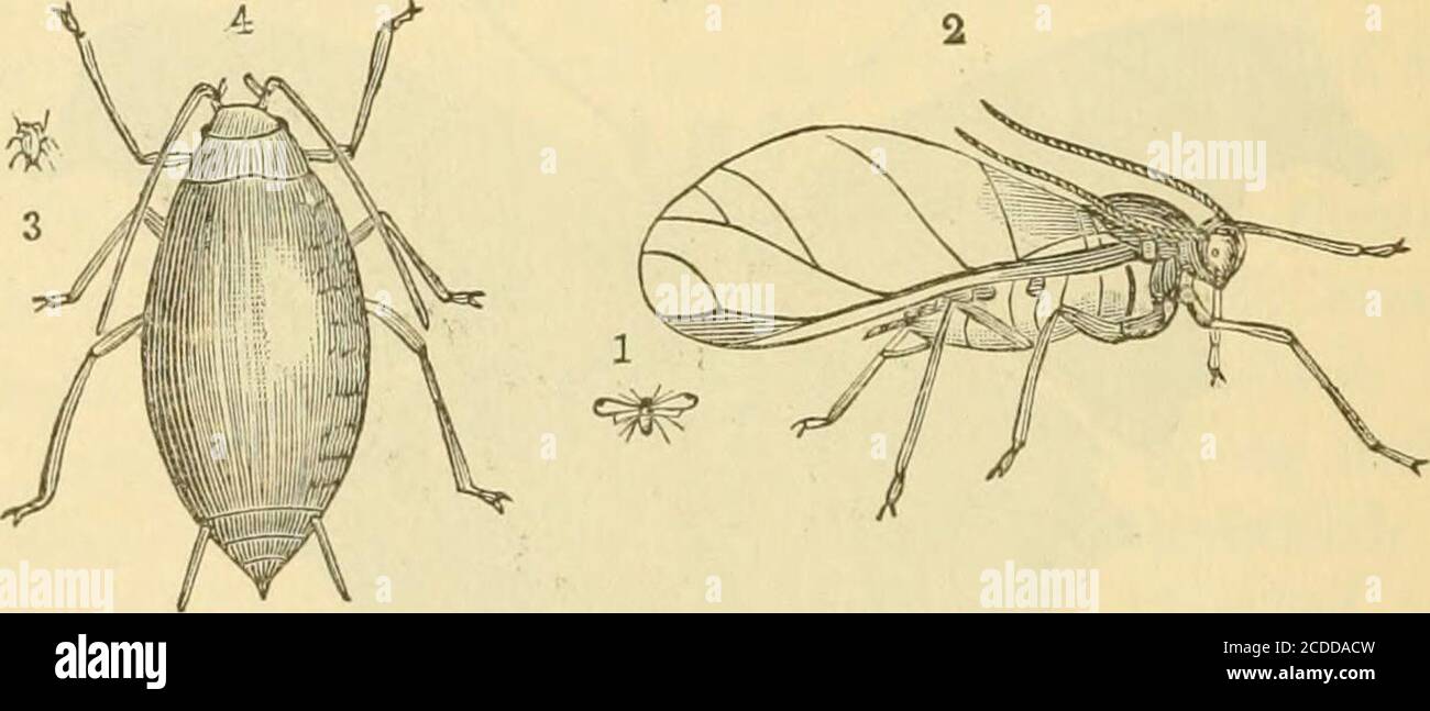 . Injurious insects of the orchard, vineyard, field, garden ...