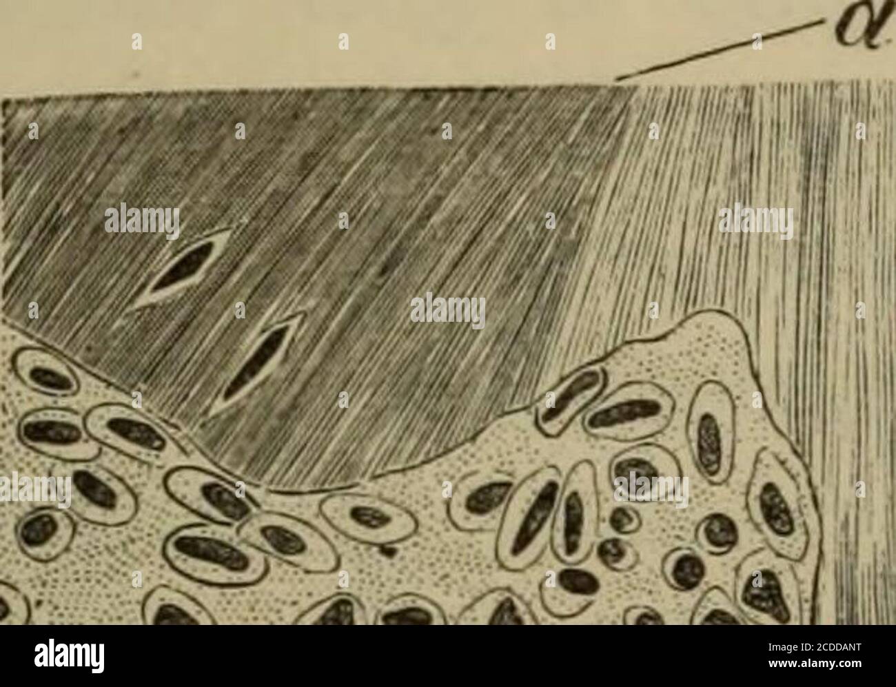 . The elements of pathological histology with special reference to ...