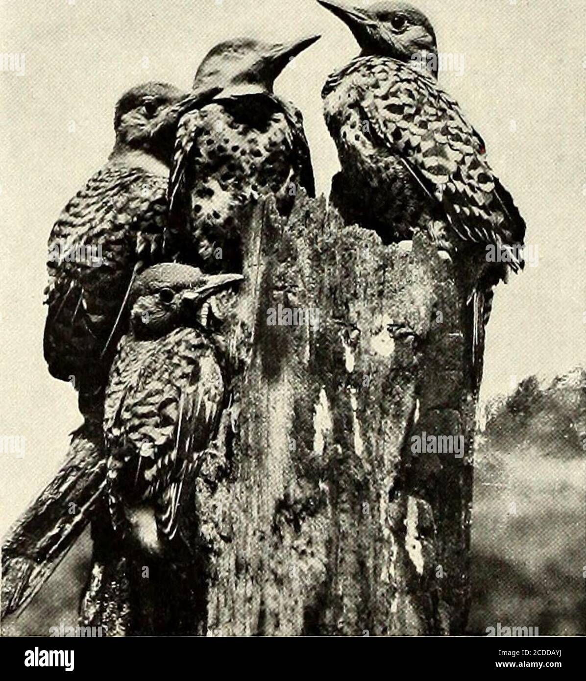 . St. Nicholas [serial] . ON GUARD.. THEY CLIMBED OUT AND CROWDED THE ...