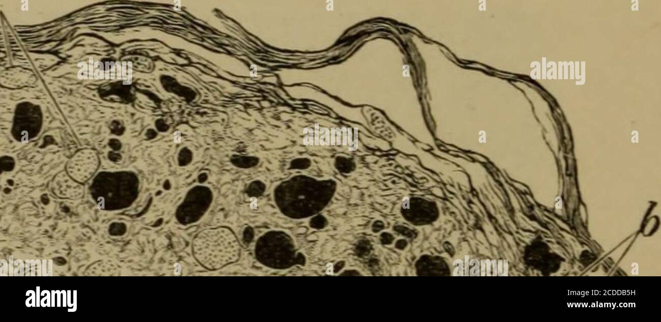 . The elements of pathological histology with special reference to ...