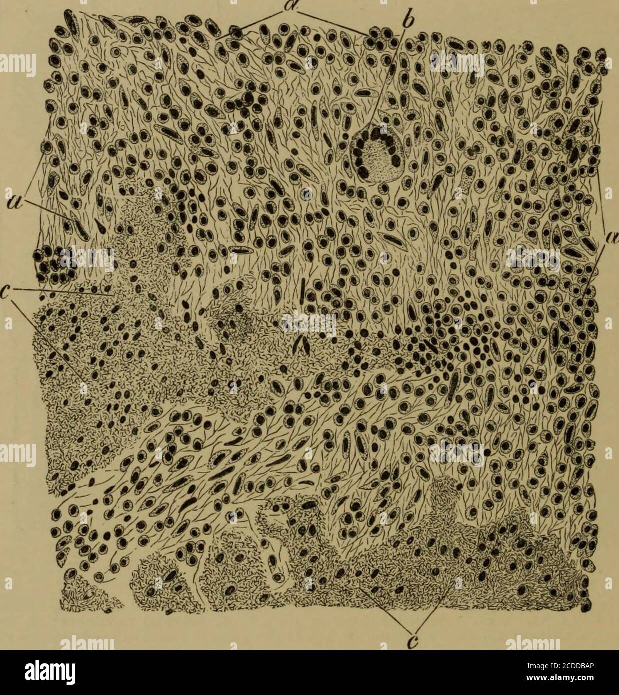 Sheaths hand hi-res stock photography and images - Alamy