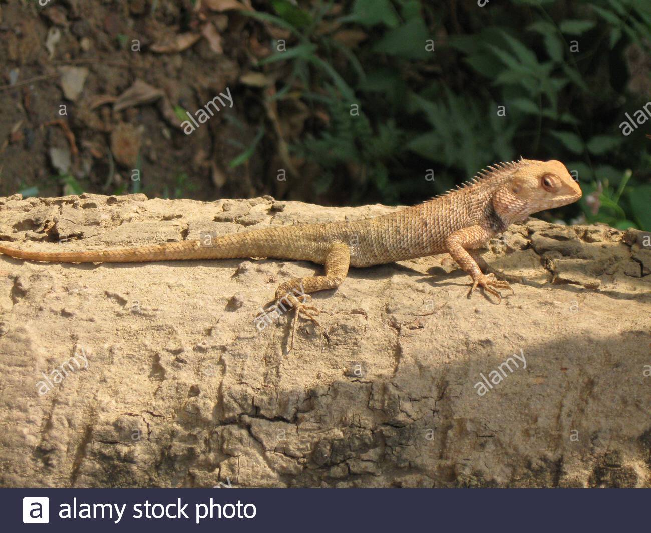Indian Lizard High Resolution Stock Photography and Images - Alamy