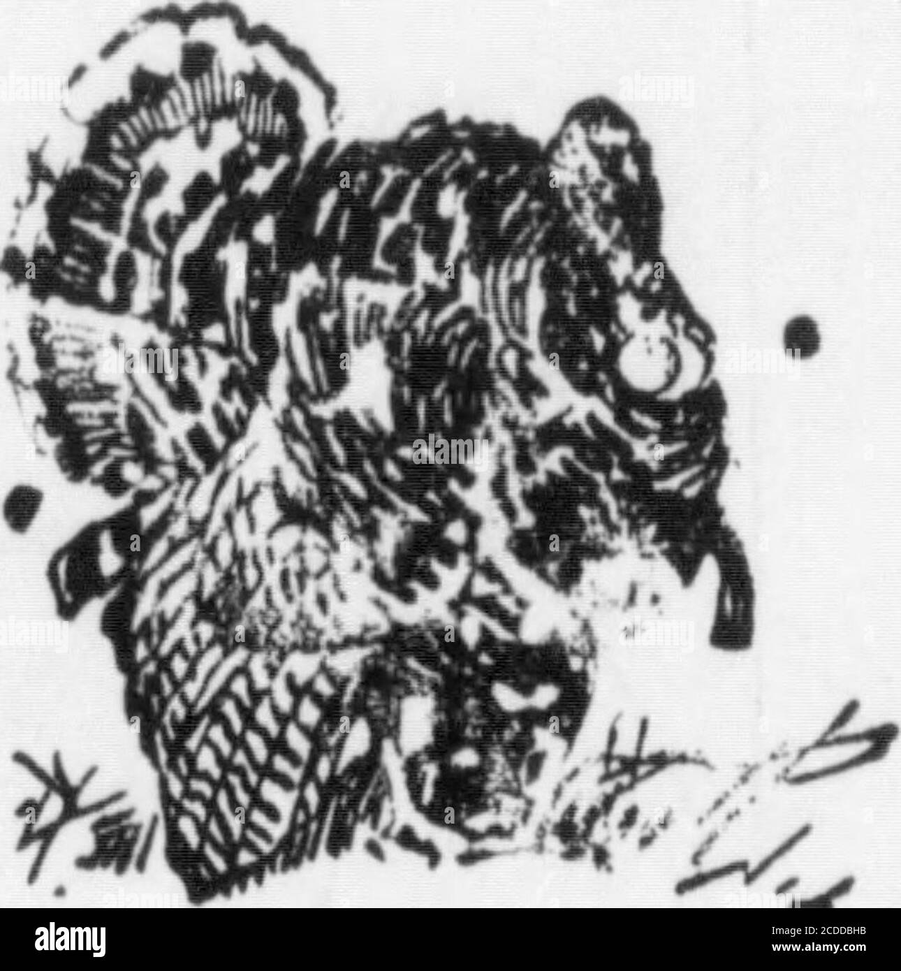 . The Rotunda . FRESHMAN COMMISSION ^^ ^^^^i^NFYT^If nr^ ELECTS ...