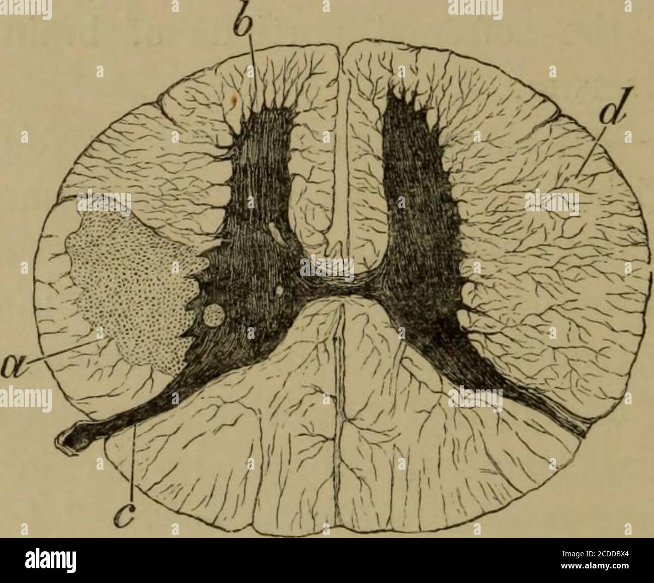 . The elements of pathological histology with special reference to ...