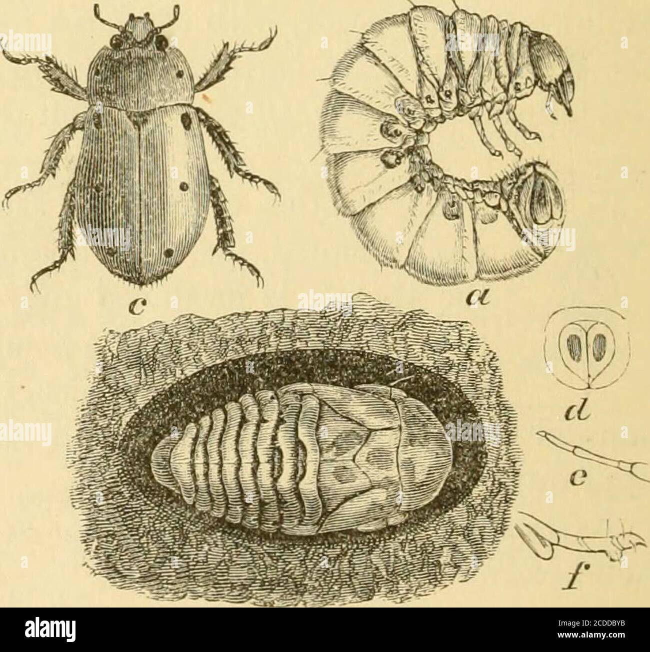 . Injurious insects of the orchard, vineyard, field, garden ...