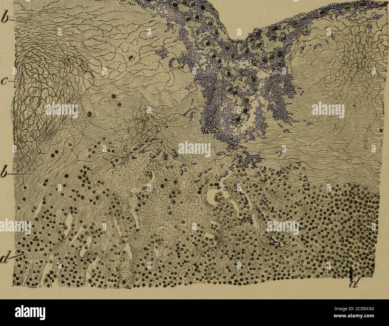 . The elements of pathological histology with special reference to ...