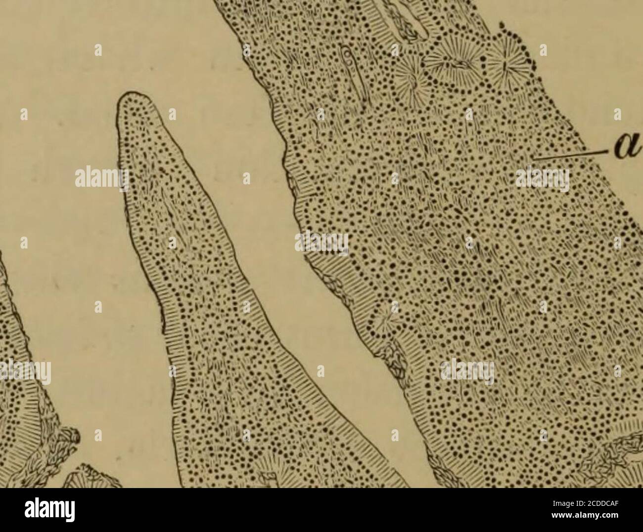 . The elements of pathological histology with special reference to ...
