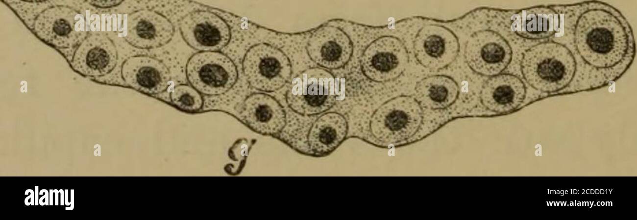 . The elements of pathological histology with special reference to ...