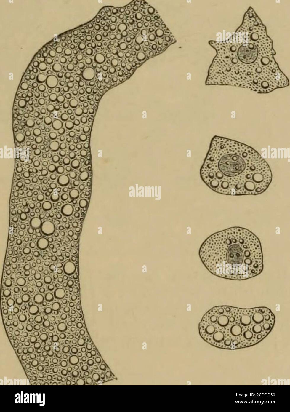 . The elements of pathological histology with special reference to ...