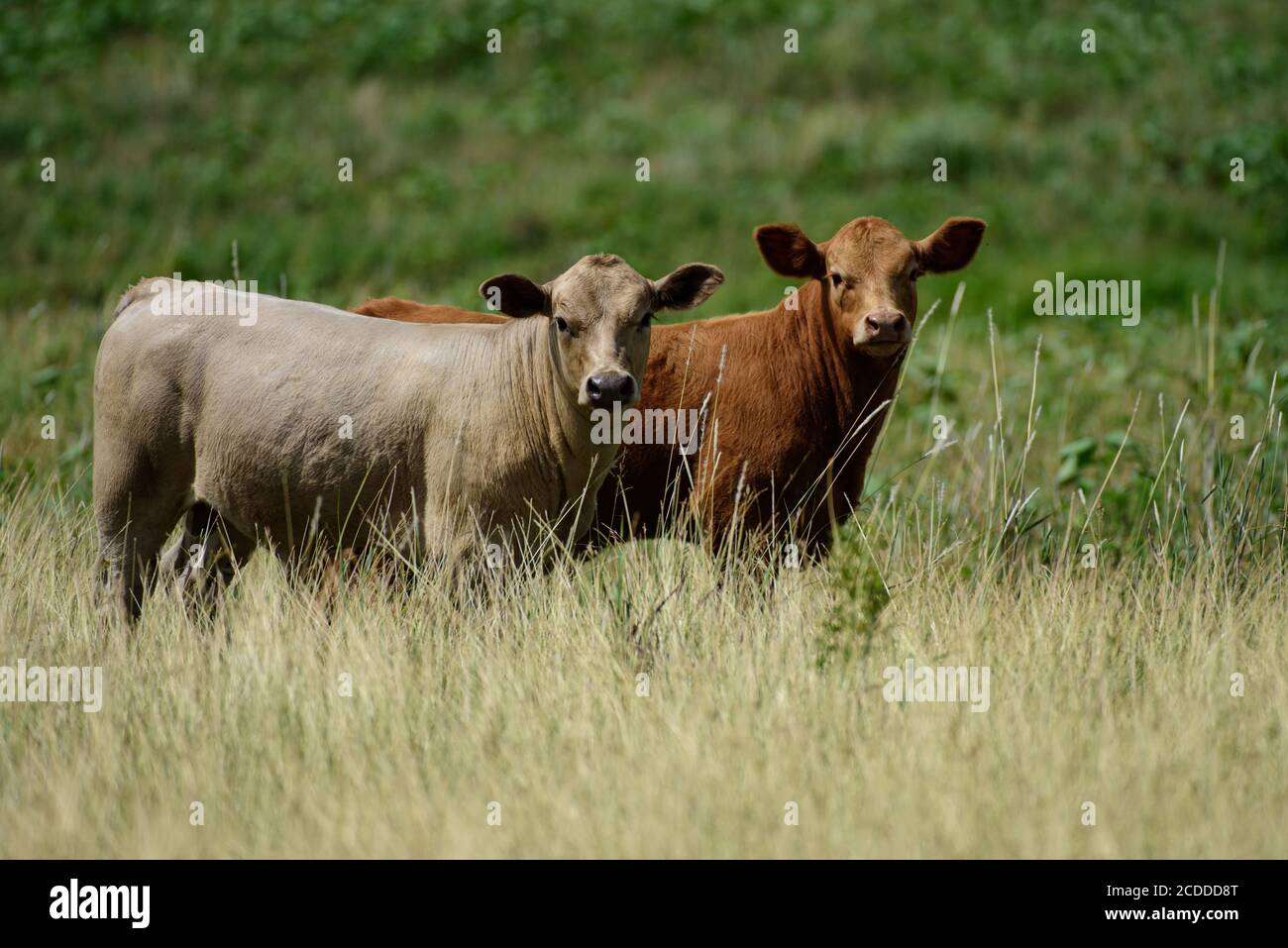 Calf Laying High Resolution Stock Photography and Images - Alamy