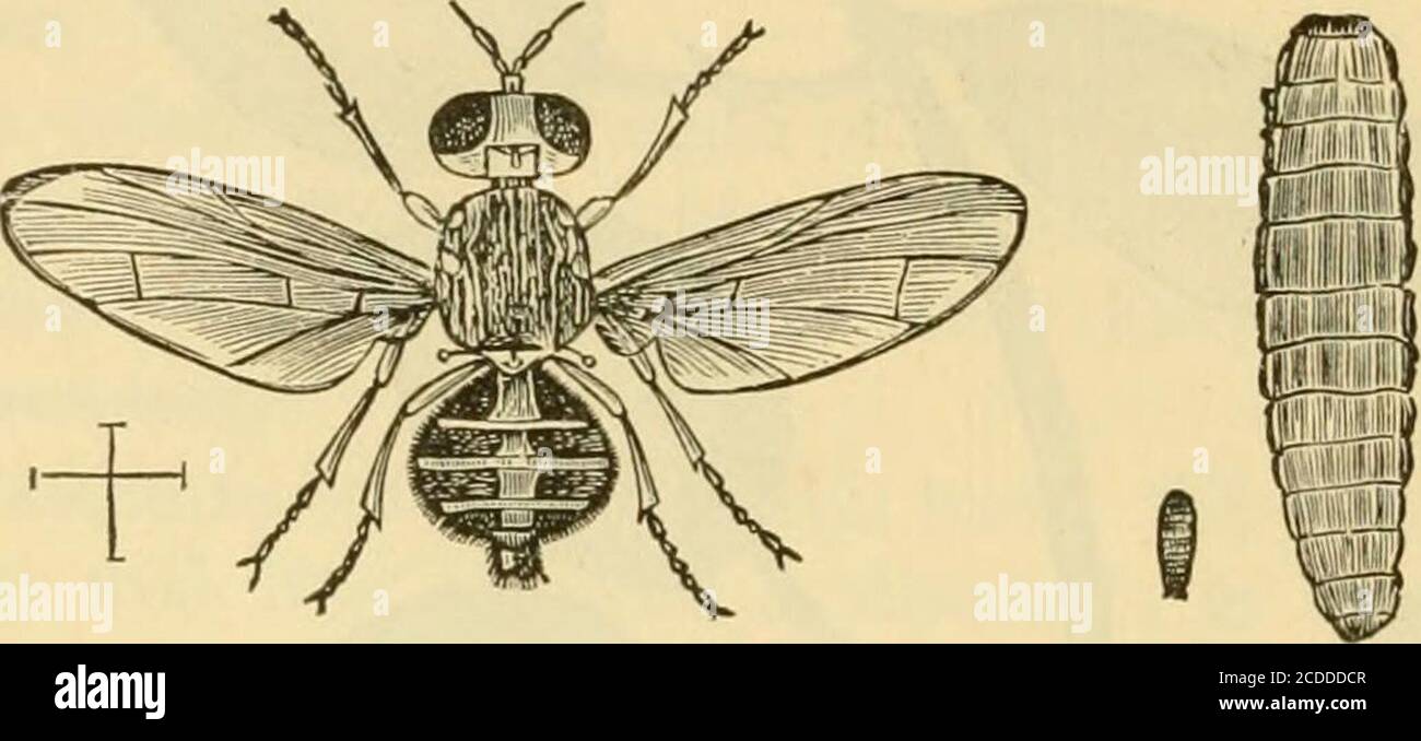 . Injurious insects of the orchard, vineyard, field, garden ...