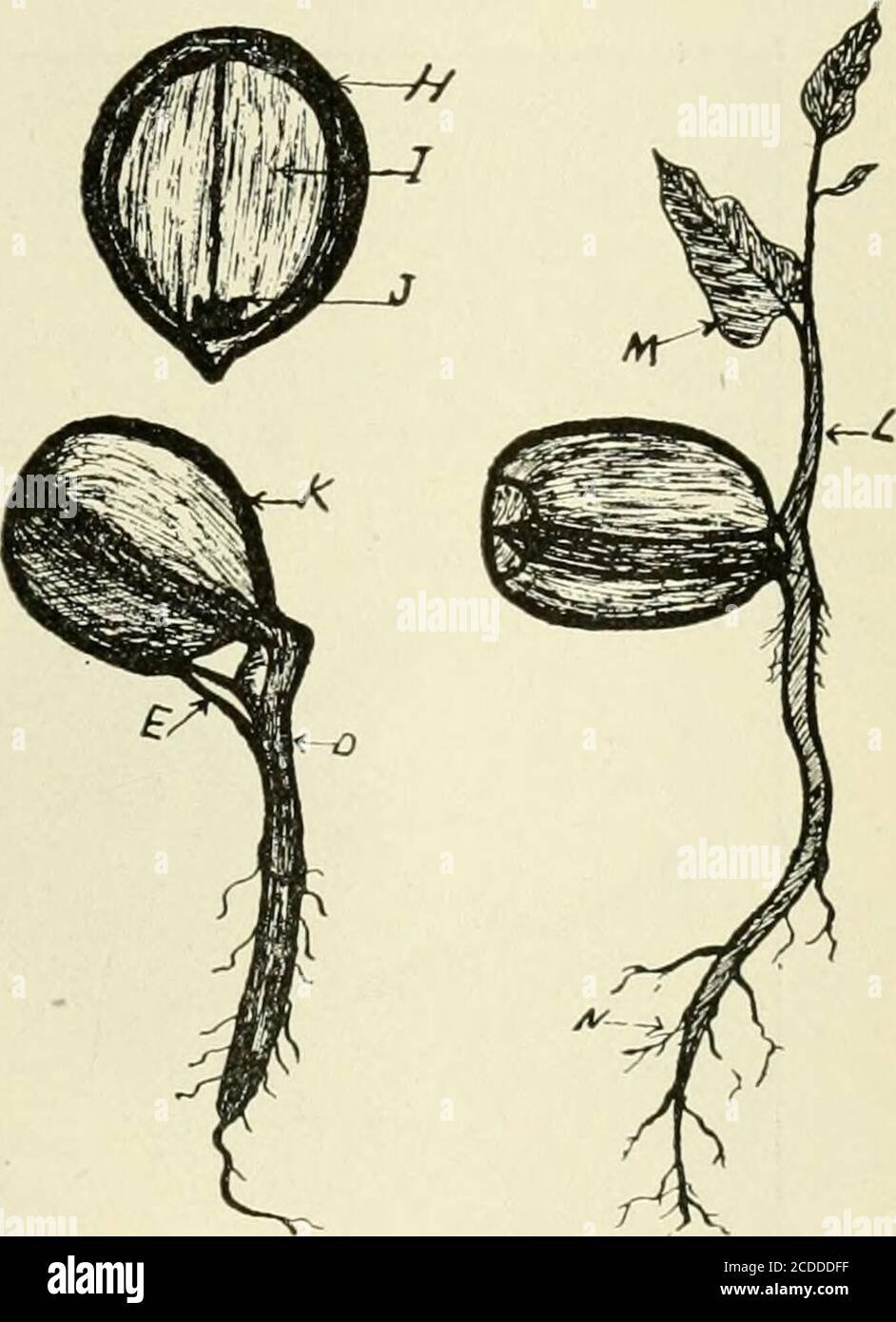 . Annual program for the observance of Arbor day in the schools of ...