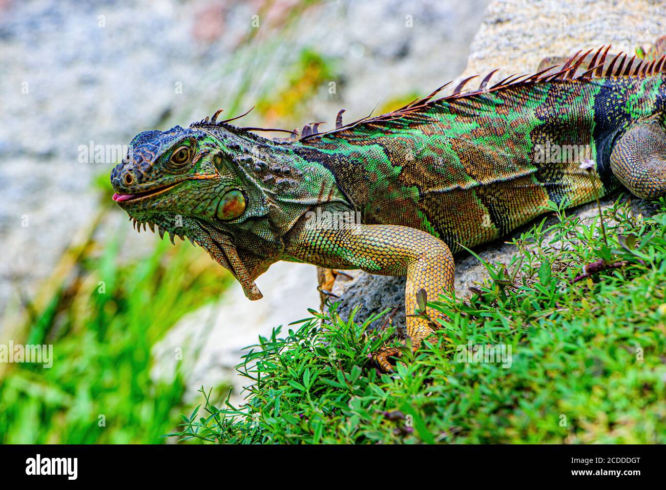 Iguana dragon. Green lizards iguana Stock Photo - Alamy