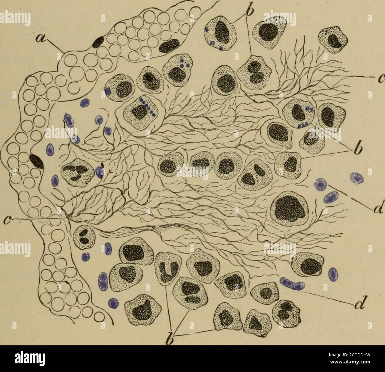 Alveoli histology hi-res stock photography and images - Alamy