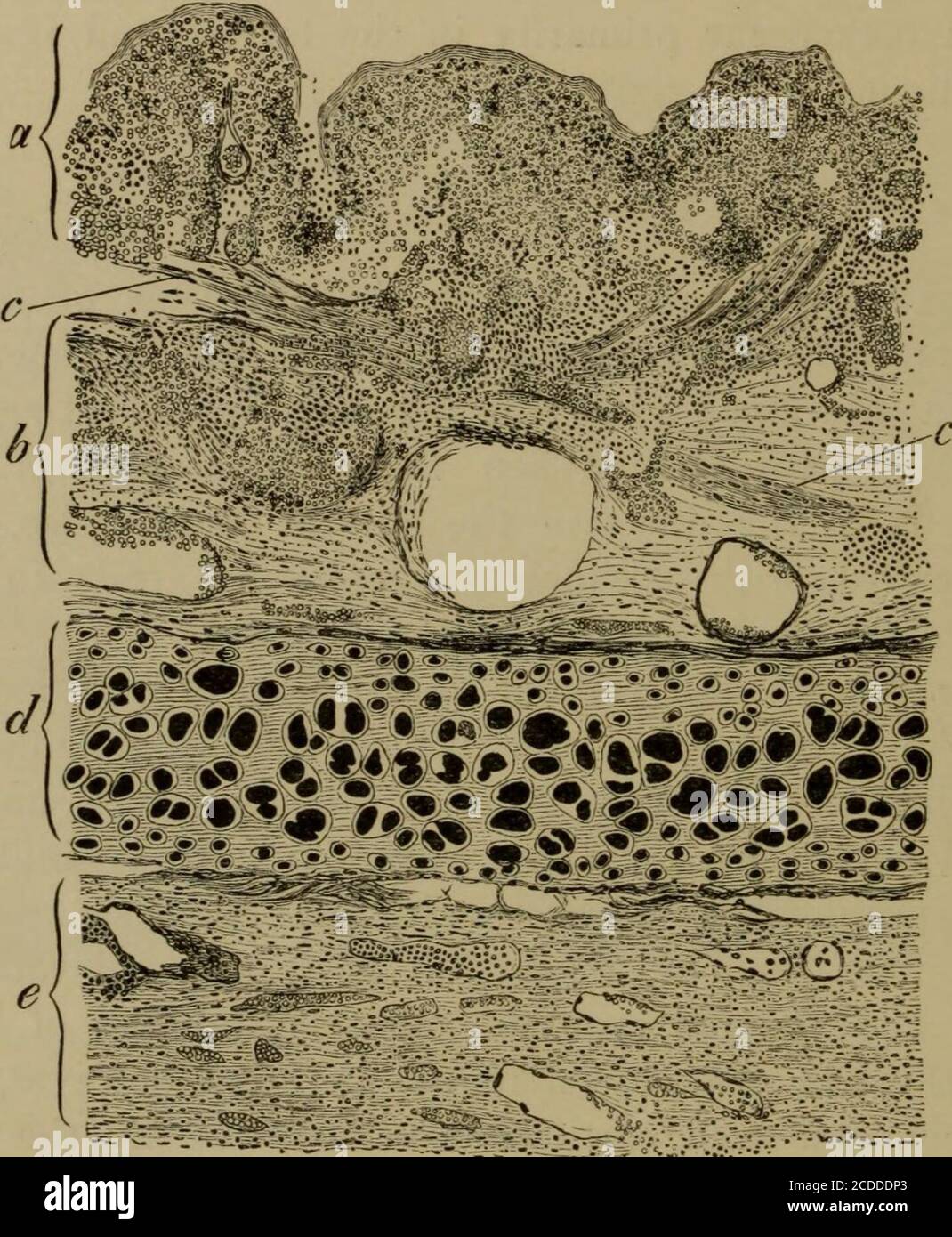 . The elements of pathological histology with special reference to ...