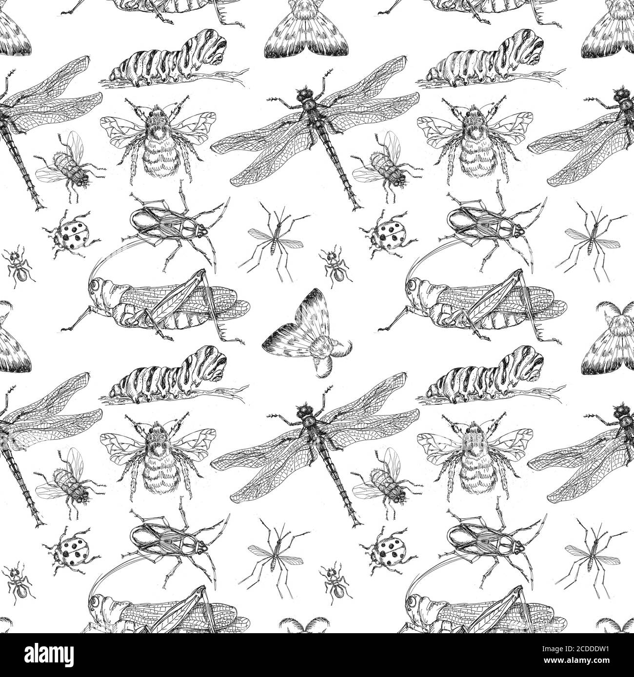 Bug insects Black and White Stock Photos & Images - Alamy