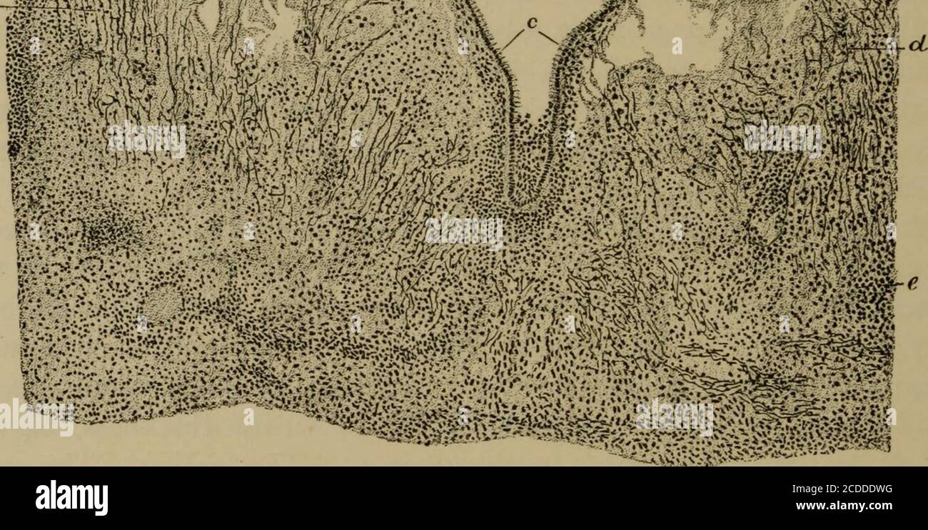 . The elements of pathological histology with special reference to ...