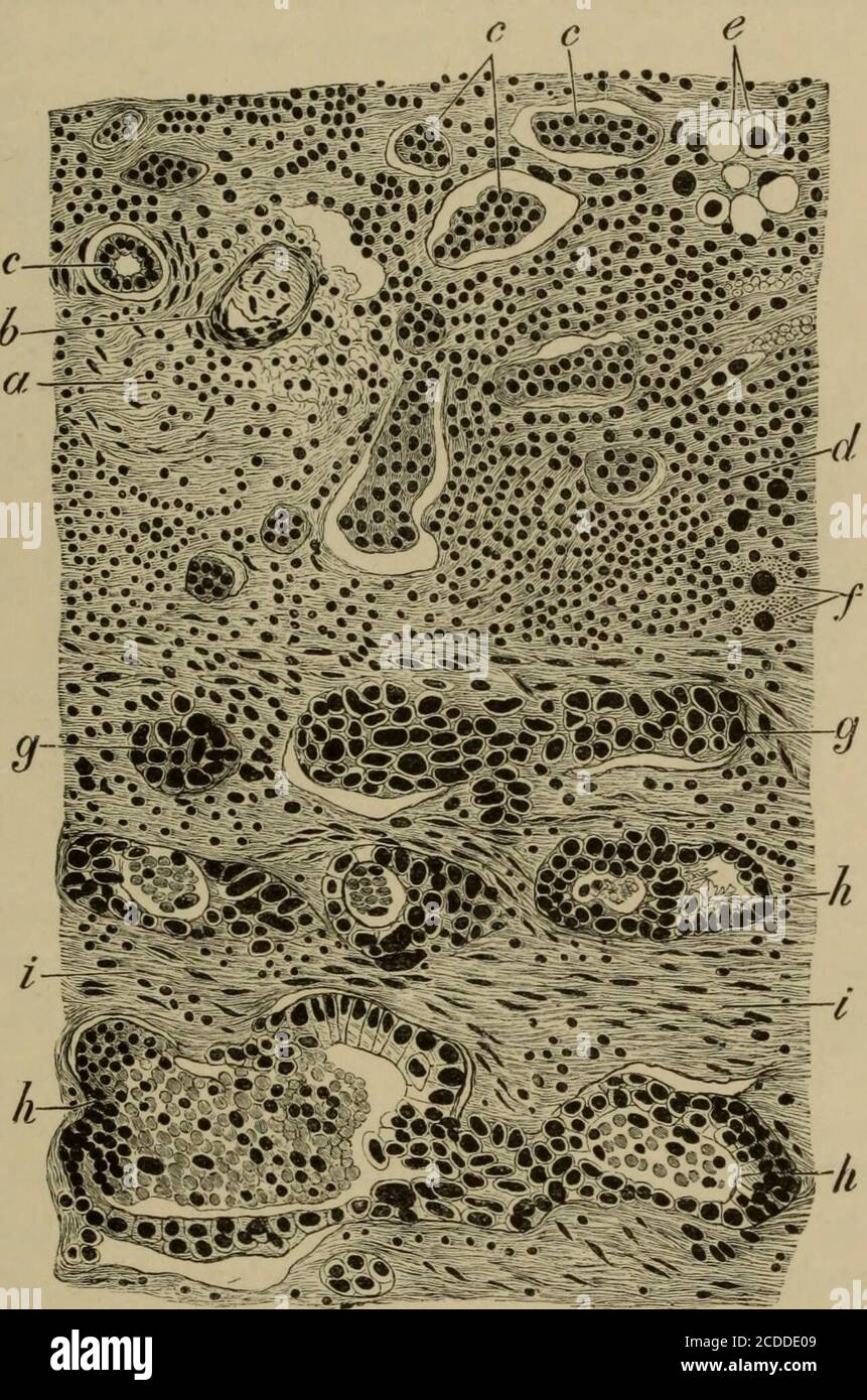 . The elements of pathological histology with special reference to ...