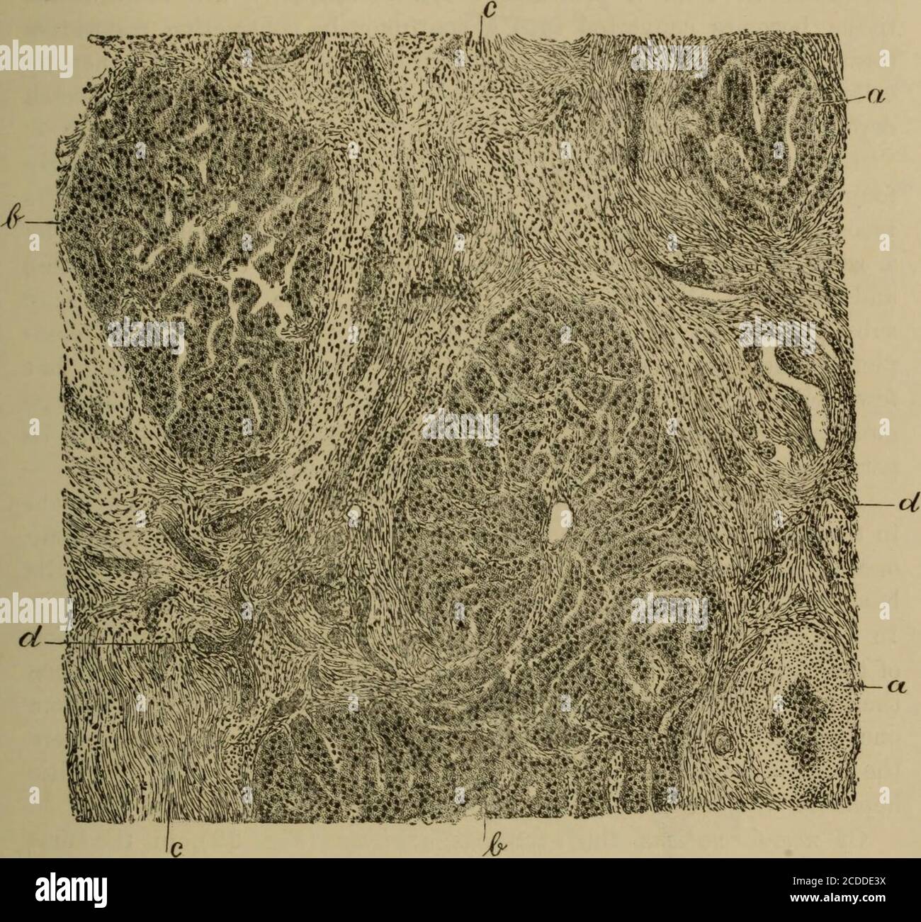 Histology Map