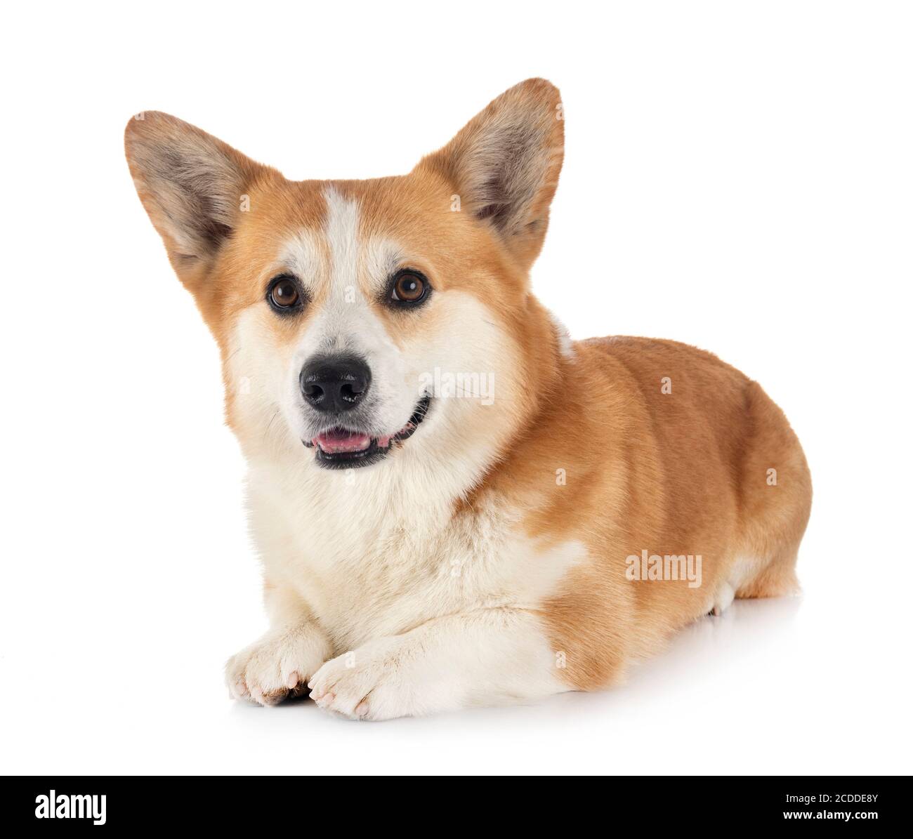 Pembroke Welsh Corgi in front of white background Stock Photo - Alamy