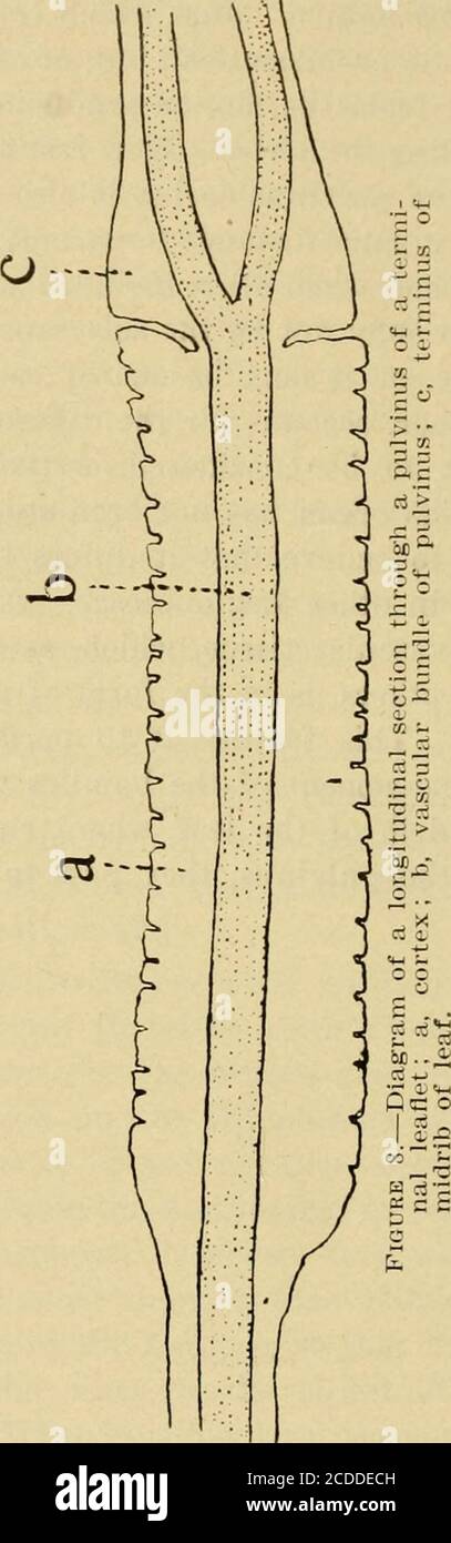Pulvinus hi-res stock photography and images - Alamy