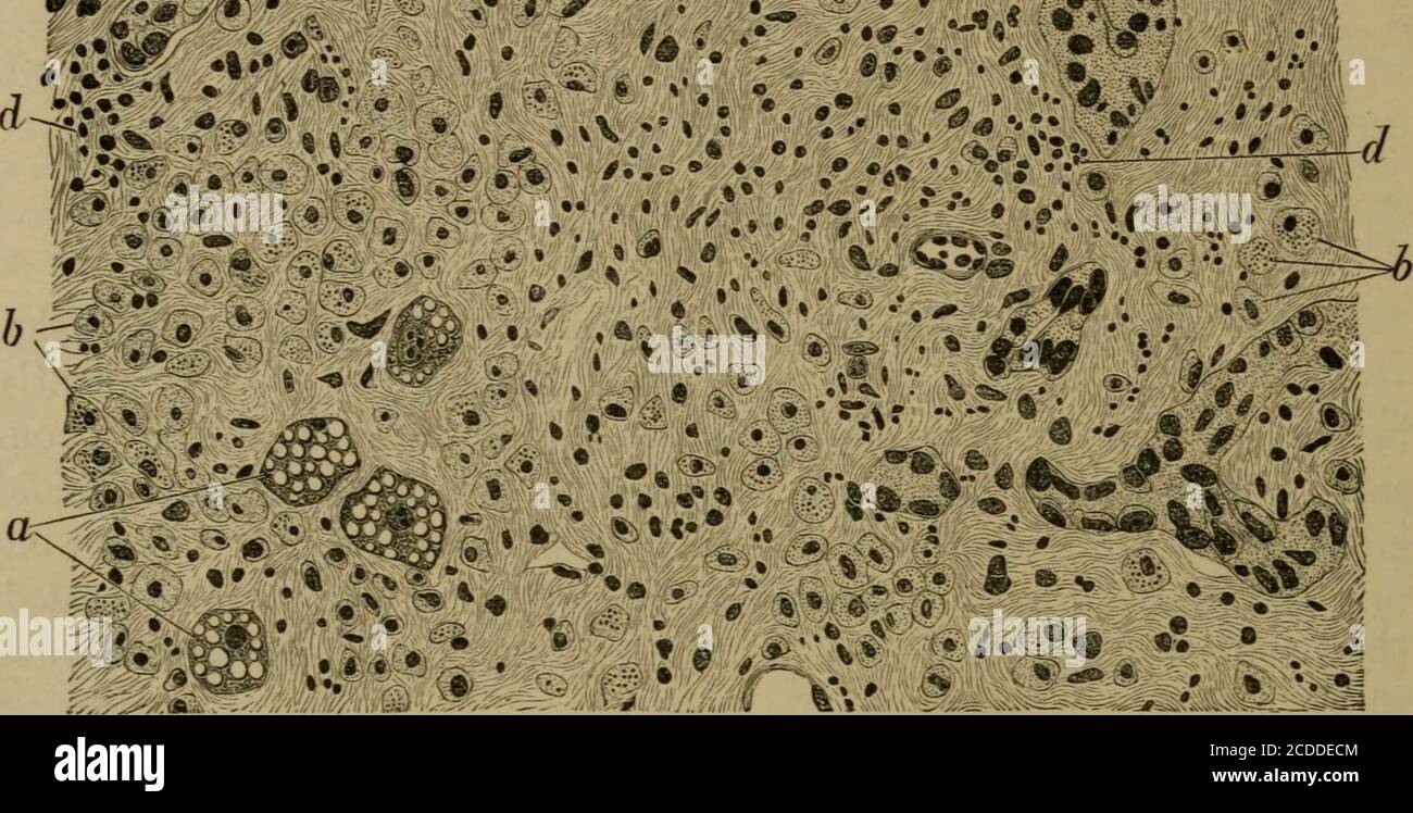 Bile Canaliculi Histology