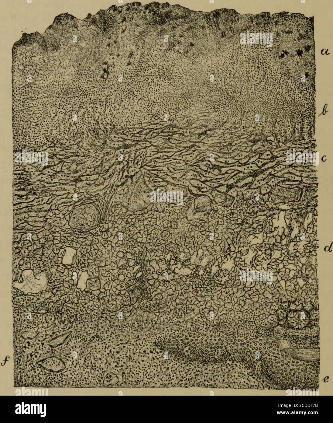 . The elements of pathological histology with special reference to ...