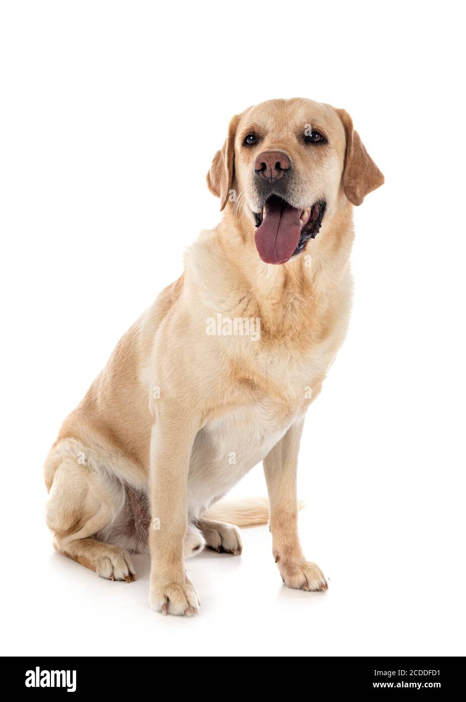 labrador retriever in front of white background Stock Photo - Alamy