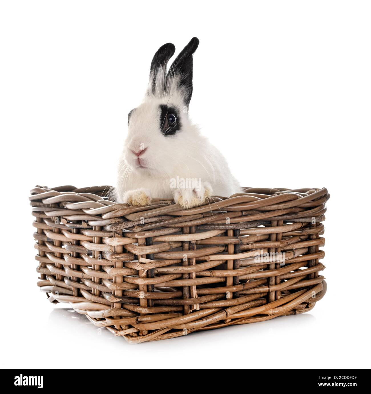 English Spot rabbit in front of white background Stock Photo - Alamy