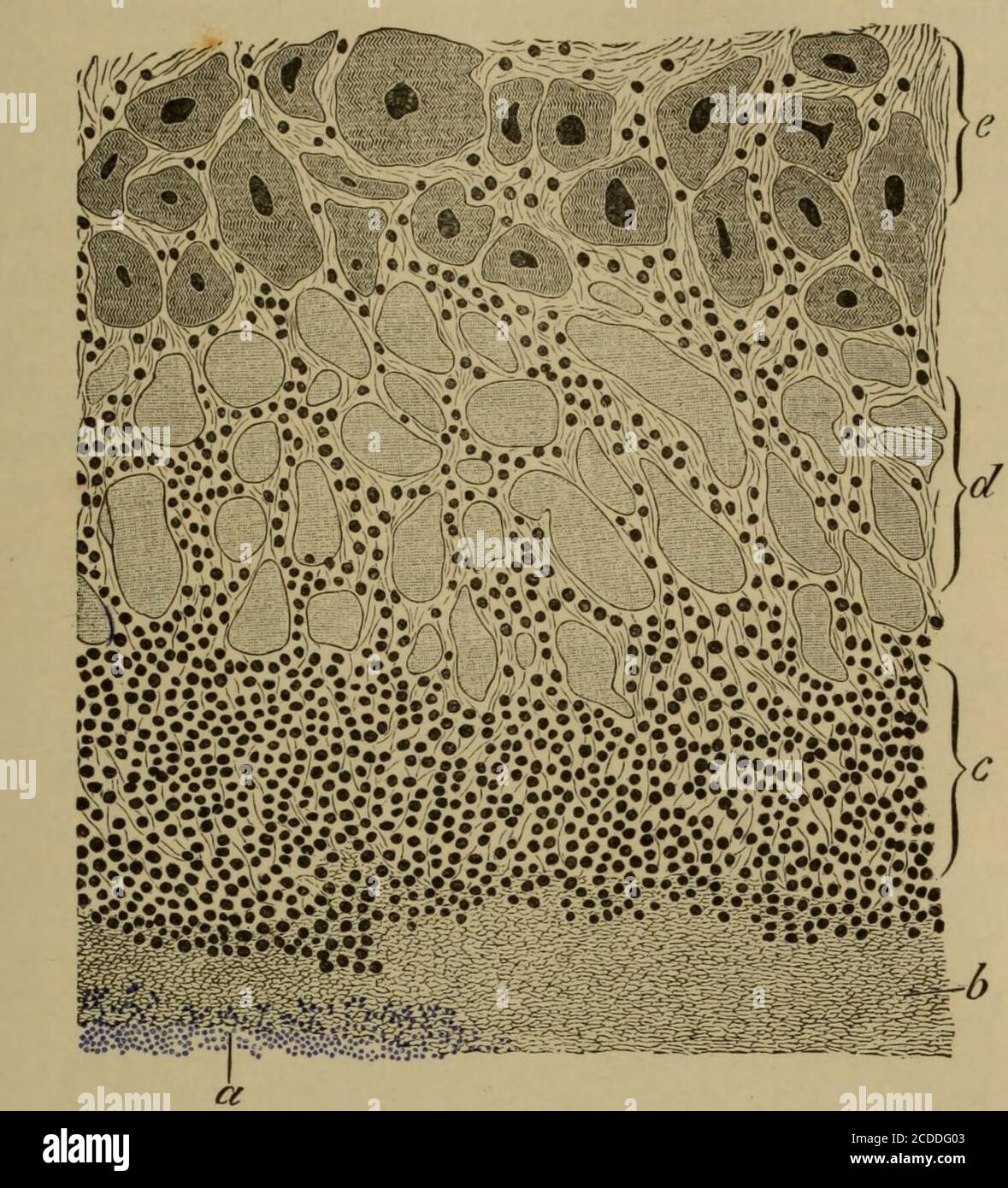 Platelets Histology