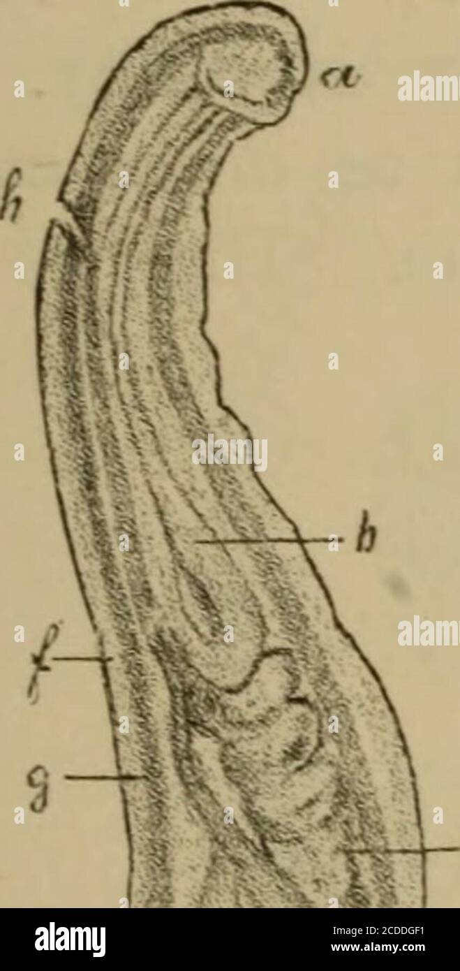 Worm embryo hi-res stock photography and images - Alamy