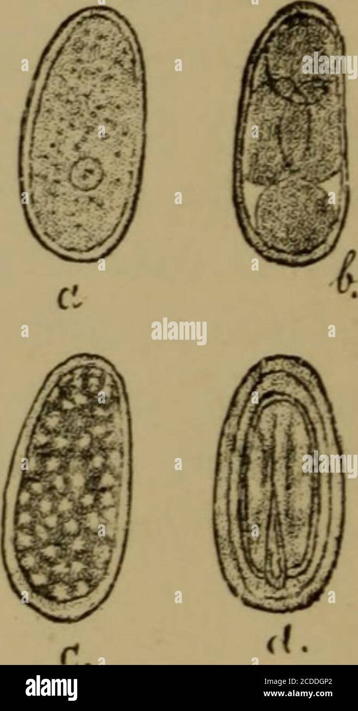 Worm embryo hi-res stock photography and images - Alamy