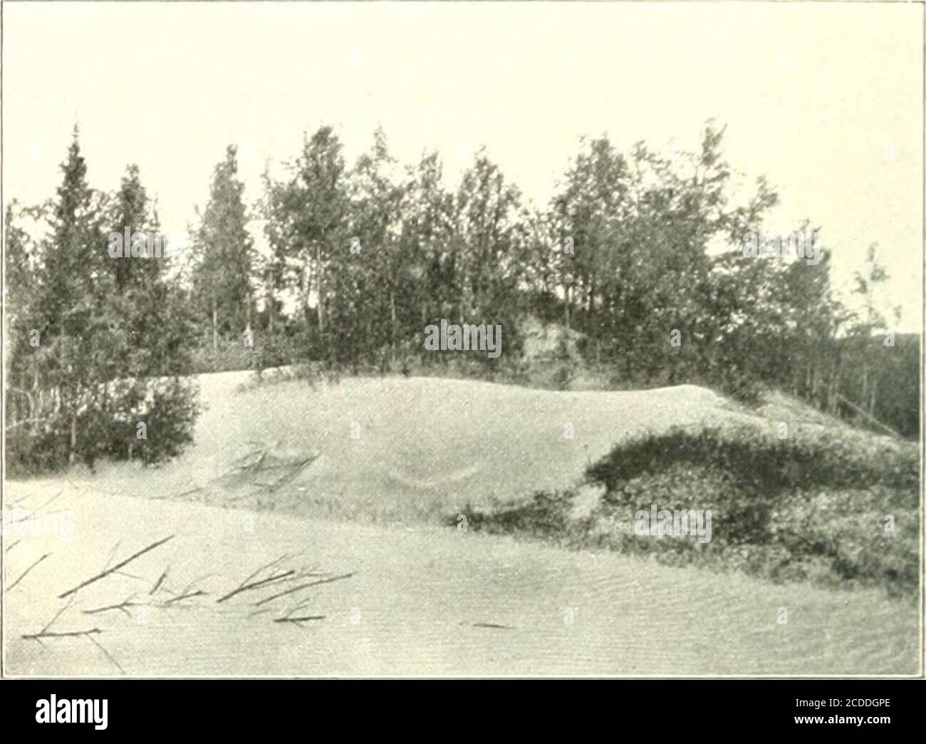 Tallskog hi-res stock photography and images - Alamy